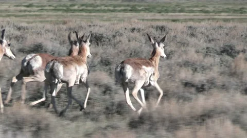 Female Young Adult Stock Videos – Royalty-Free HD & 4K Videos | Pond5