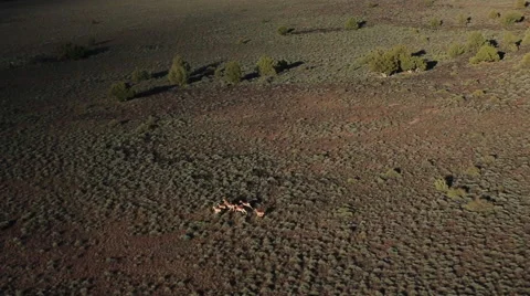 PRONGHORN ANTELOPE HERD STAMPEDE ACROSS ... | Stock Video | Pond5