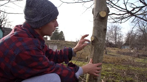 Protecting young apple tree branch wound... | Stock Video | Pond5