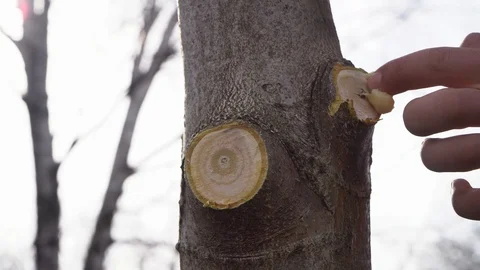Protecting young apple tree branch wound... | Stock Video | Pond5
