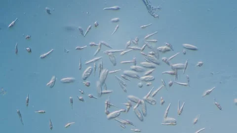 Single Cell Microorganisms Stock Footage ~ Royalty Free Stock Videos ...