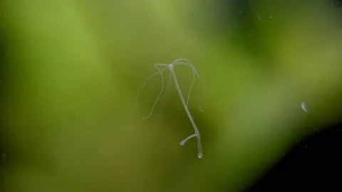 A protozoan swims up to a Hydra, touches... | Stock Video | Pond5