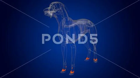 Proximal phalanx Bones Dog skeleton Anatomy For Medical Concept 3D ...