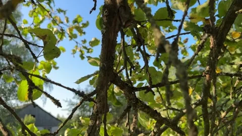Pruning tree with clippers on backyard i... | Stock Video | Pond5