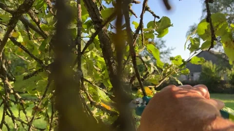 Pruning tree with clippers on backyard i... | Stock Video | Pond5