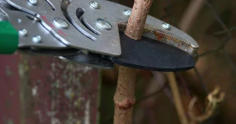 Eco Tree Trimming Stock Videos – Royalty-Free HD & 4K Videos