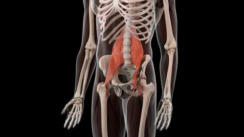 Psoas Muscle Stock Footage ~ Royalty Free Stock Videos | Pond5