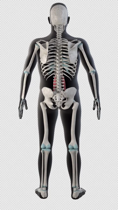 Psoas Minor Muscles on Whole Human Body ... | Stock Video | Pond5
