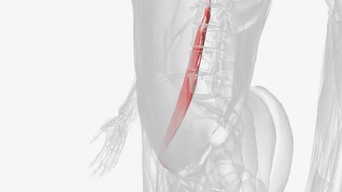 The psoas muscle is a paraspinal muscle ... | Stock Video | Pond5