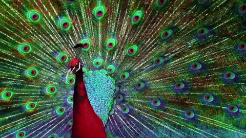 Psychedelic Peacock Color Changes Shakin... | Stock Video | Pond5