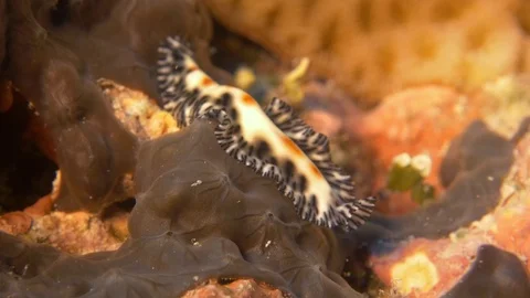 Psychedelic sea slug nudibranch | Stock Video | Pond5