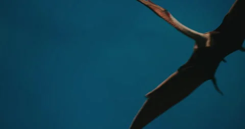 The pterodactyl prepares to hunt. | Stock Video | Pond5