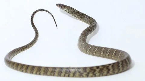 Ptyas mucosa the oriental ratsnake or In... | Stock Video | Pond5