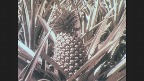 Puerto Rico 1960s: Pineapple plants. Cow... | Stock Video | Pond5