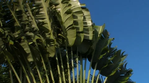 Puerto Rico - Beatiful leaves of palm t... | Stock Video | Pond5