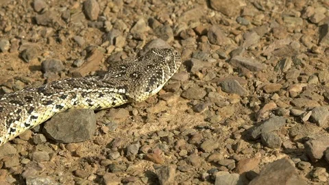 Puff adder slithering over rocky ground | Stock Video | Pond5
