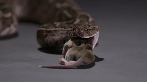 Snake Eating Mouse Stock Video Footage | Royalty Free Snake Eating ...