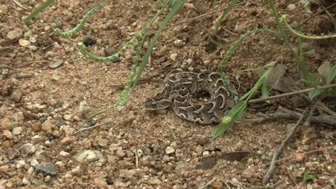 Puff Adder Snake Hidden in Shade of Plan... | Stock Video | Pond5
