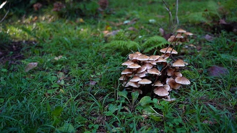 Puff toadstool mushroom on green grass g... | Stock Video | Pond5