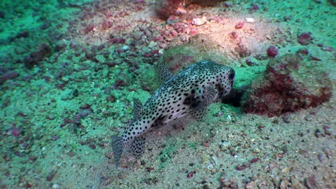 Puffer box fish on underwater seabed. | Stock Video | Pond5