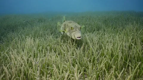 Puffer fish swims over seagrass bed amon... | Stock Video | Pond5