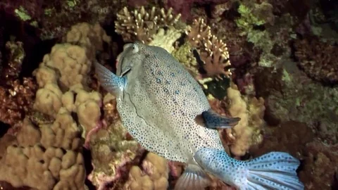Puffer fish underwater of Shaab Sharm. | Stock Video | Pond5