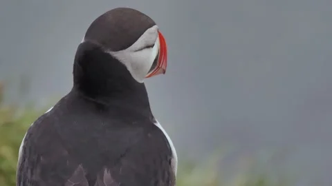 Puffin in West Iceland moving the neck a... | Stock Video | Pond5