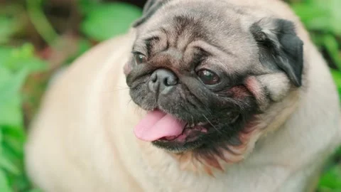 Pug dog with an open mouth and his tongu... | Stock Video | Pond5