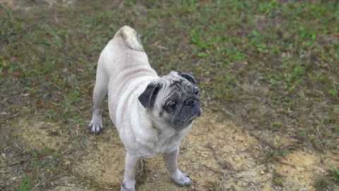 Pug dog standing on the field, wagging h... | Stock Video | Pond5