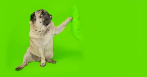 Pug dog touching green screen object, sc... | Stock Video | Pond5