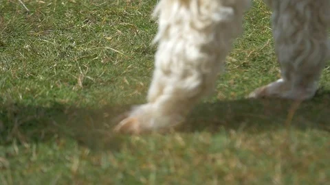 A pull focus on an Alpacas legs | Stock Video | Pond5