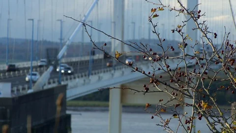 Traffic Bush Stock Videos – Royalty-Free HD & 4K Videos | Page 2