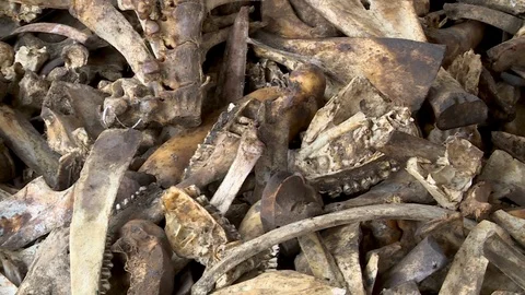 Old Bone Texture Stock Videos – Royalty-Free HD & 4K Videos