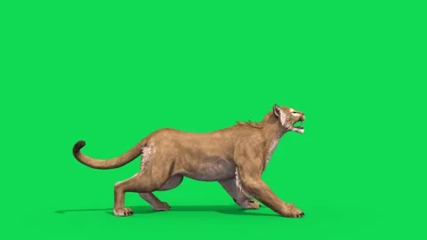 Puma Green Screen Attacks Side Loop Anim... | Stock Video | Pond5