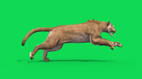 Puma Green Screen Runcycle Loop Side Ani... | Stock Video | Pond5