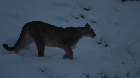 Puma, nature winter habitat with snow, T... | Stock Video | Pond5