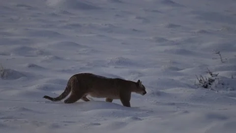 Puma, nature winter habitat with snow, T... | Stock Video | Pond5