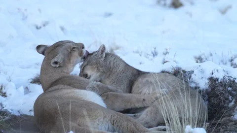 Puma, nature winter habitat with snow, T... | Stock Video | Pond5