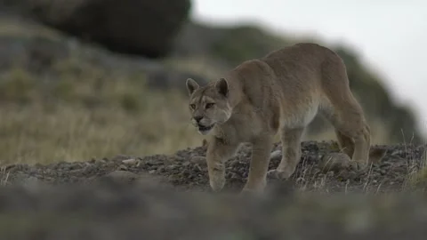Puma Stock Video Footage | Royalty Free Puma Videos | Pond5