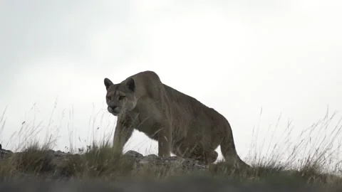 Stalking Stock Videos – Royalty-Free HD & 4K Videos | Pond5