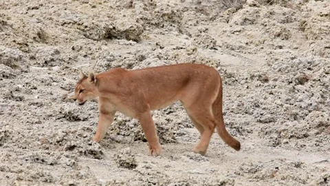 Puma walking on rocky beach in Patagonia... | Stock Video | Pond5
