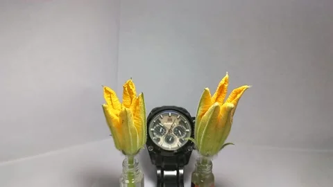 Flower Face Videos Stock Videos – Royalty-Free HD & 4K Videos | Pond5