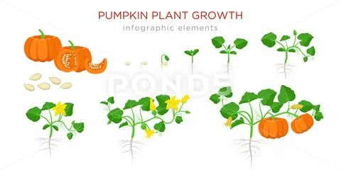 Pumpkin plant growth stages infographic elements in flat design ...