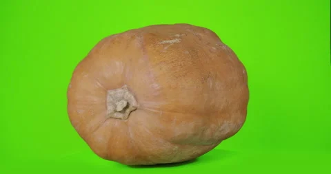 Green Screen Pumpkins Stock Video Footage | Royalty Free Green Screen ...