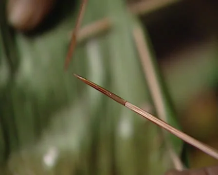 Punan making curare poison. Spread poiso... | Stock Video | Pond5