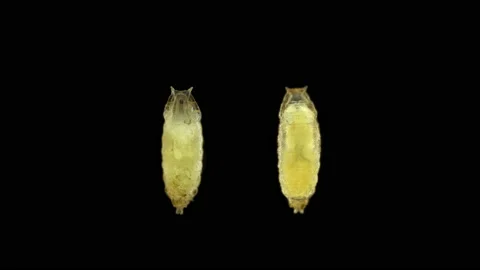 Pupa of fruit fly Drosophila melanogaste... | Stock Video | Pond5