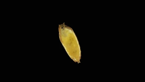 Pupa of fruit fly Drosophila melanogaste... | Stock Video | Pond5