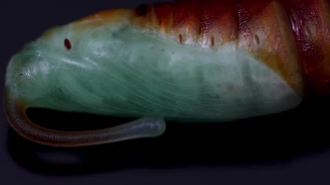 Worm Texture Stock Video Footage | Royalty Free Worm Texture Videos | Pond5