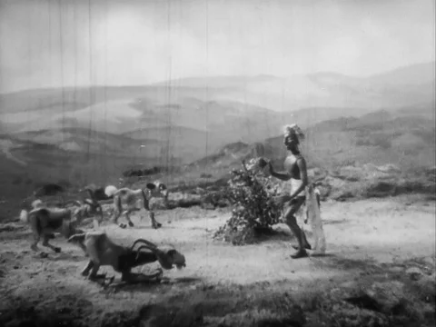 Animals Singing Show Stock Videos – Royalty-Free HD & 4K Videos