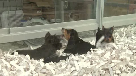 Pet Store Scene Stock Videos – Royalty-Free HD & 4K Videos | Pond5